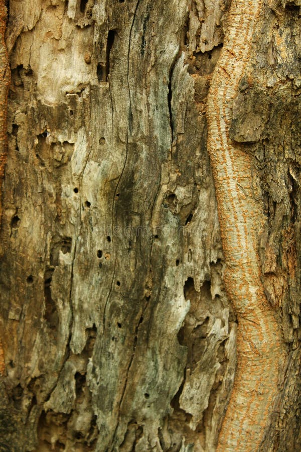 A Tree Skin Stem Texture Background. Stock Image - Image of summer ...