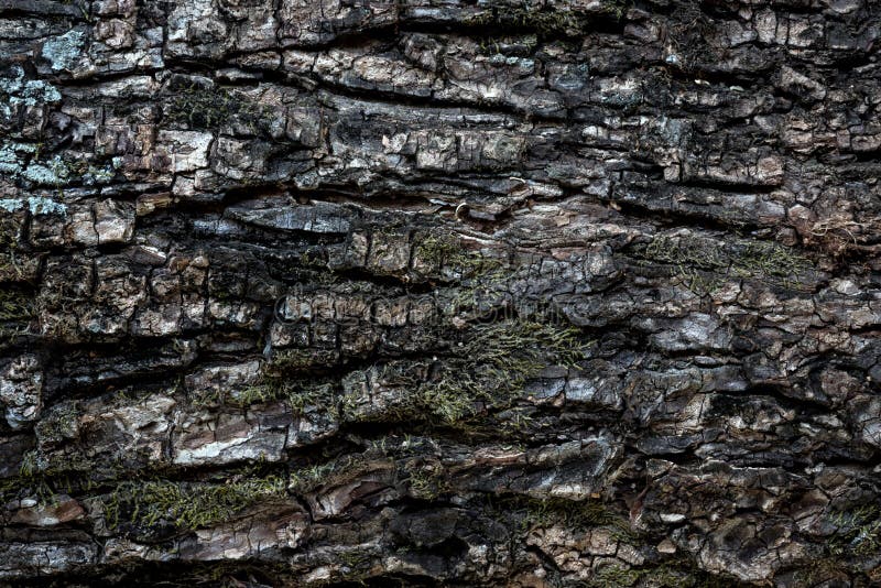 Tree Skin Texture Background Stock Image - Image of black, forestry ...