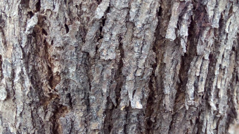 Tree skin stock photo. Image of skin, texture, bark - 100601588