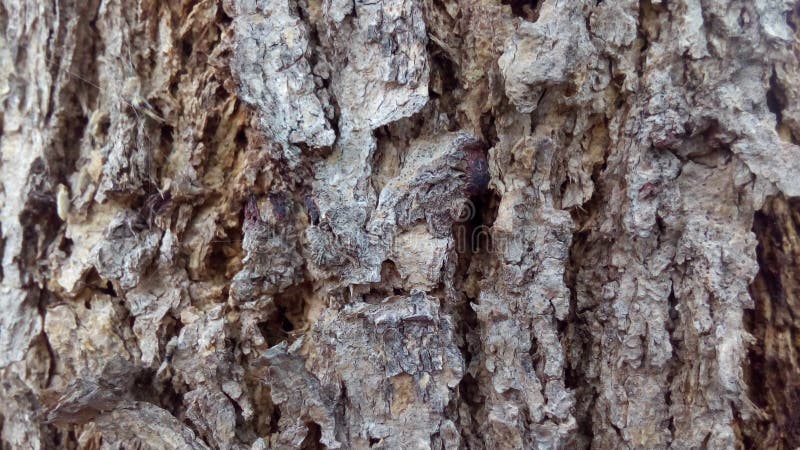 Tree skin stock photo. Image of background, rock, bark - 100601628