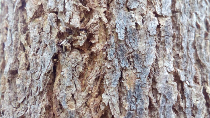 Tree skin stock photo. Image of background, bark, texture - 100601806