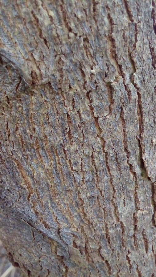 Tree skin stock photo. Image of background, rock, bark - 100601628