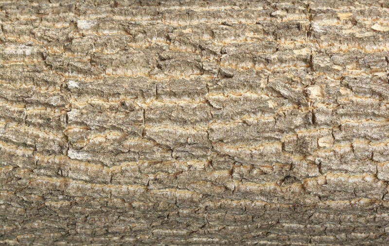 Tree skin texture stock photo. Image of skin, rough, wood - 59294380