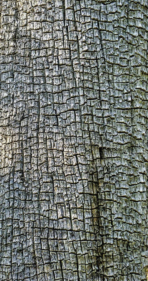 Tree skin texture. stock photo. Image of texture, decoration - 185427224