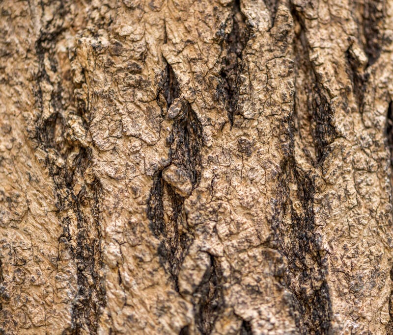 Tree skin stock photo. Image of pattern, tree, close - 53547956