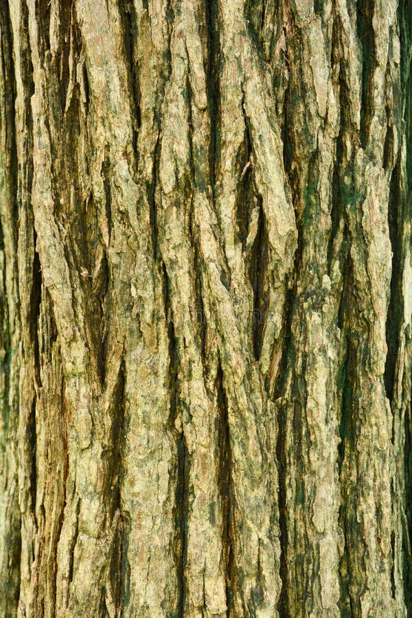 Pine tree skin texture stock image. Image of barn, natural - 25831601