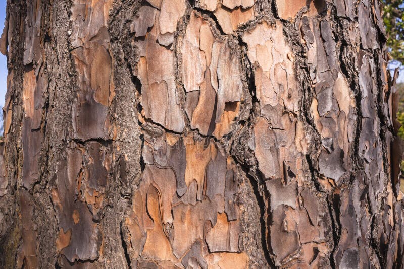 Tree Skin Texture Detail stock photo. Image of color - 57437486