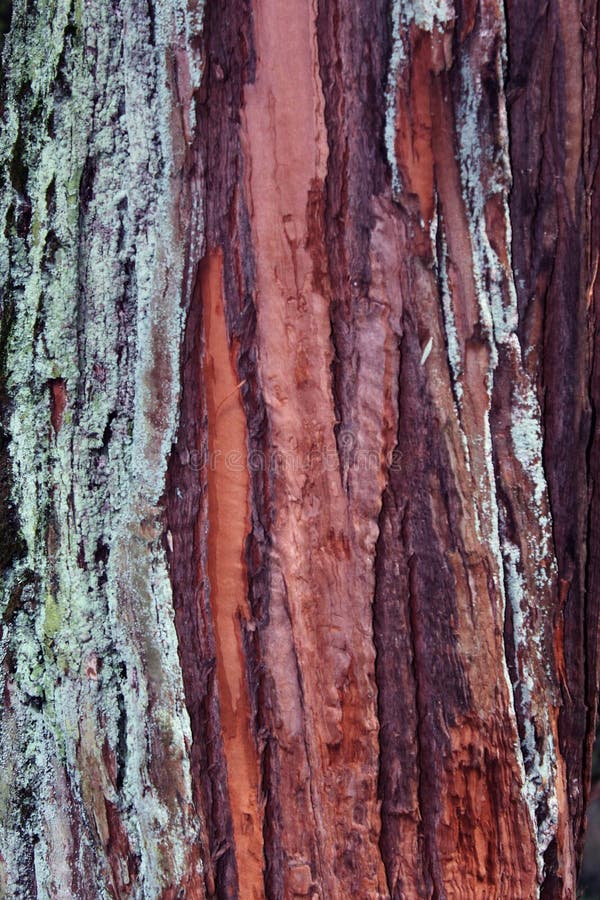 Tree Skin Close-up . Brown Bark Stock Image - Image of branches ...