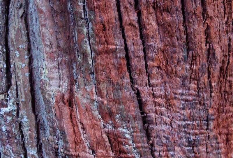 Tree skin texture stock photo. Image of geology, environment - 93045102