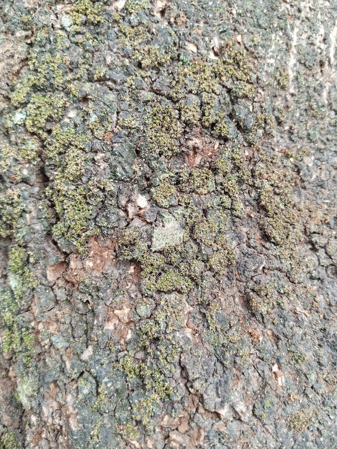 Tree Skin Texture that is Still Alive in the Office Yard Stock Image ...