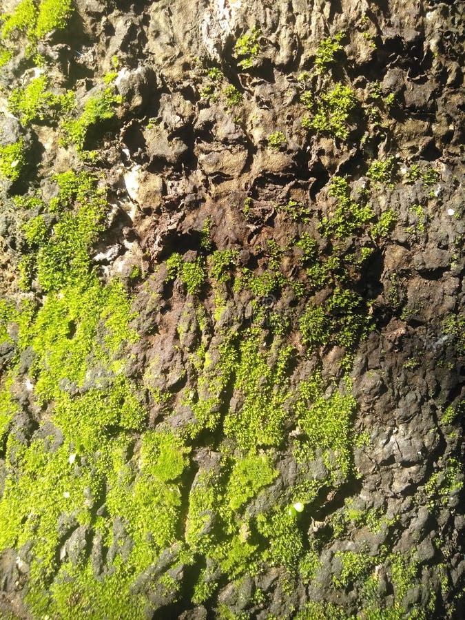 Tree Skin Texture in the Yard Stock Image - Image of home, cliff: 251526359