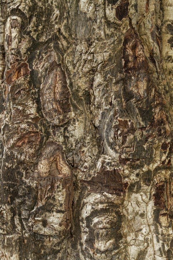 Tree Skin Unique Color and Texture Background Picture Stock Photo ...