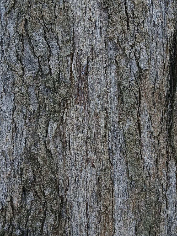 Tree Skins of Tropical Forest Stock Image - Image of formation, skins ...