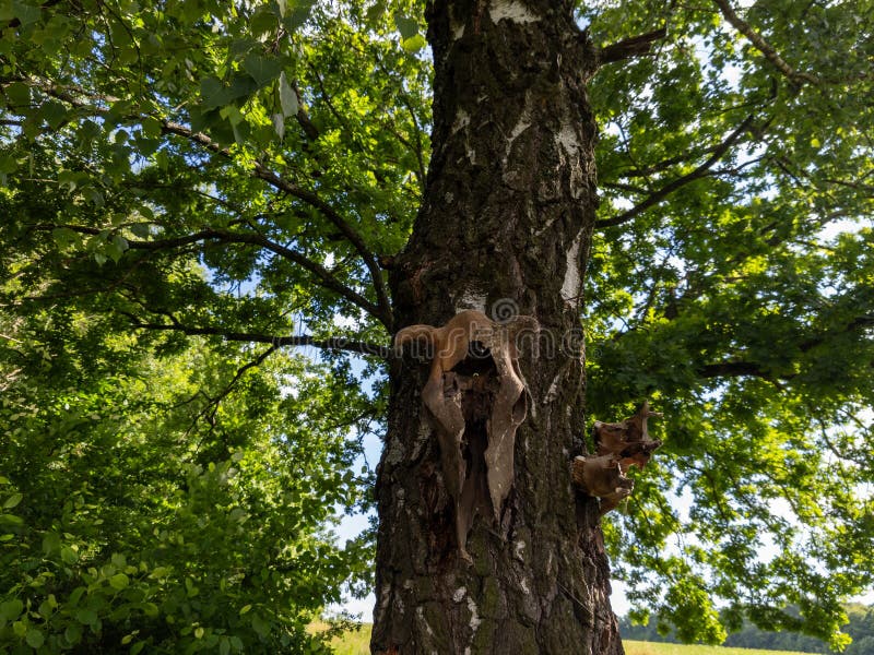A Tree with a Skull on the Trunk of a Tree in a Field Stock Photo ...