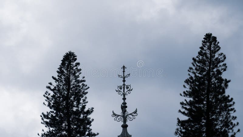 Two tall trees in sky stock image. Image of caribbean - 166525591