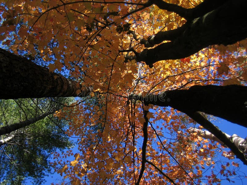 Tree and sky stock image. Image of maple, tree, blue, leaves - 3221045