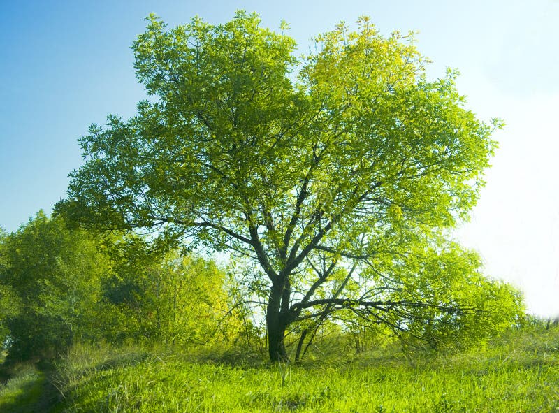 Tree And Sky Picture. Image: 6582925