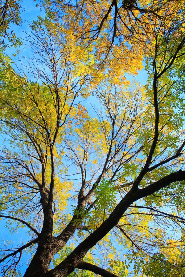 Tree and Sky stock image. Image of branch, plants, trees - 6694745