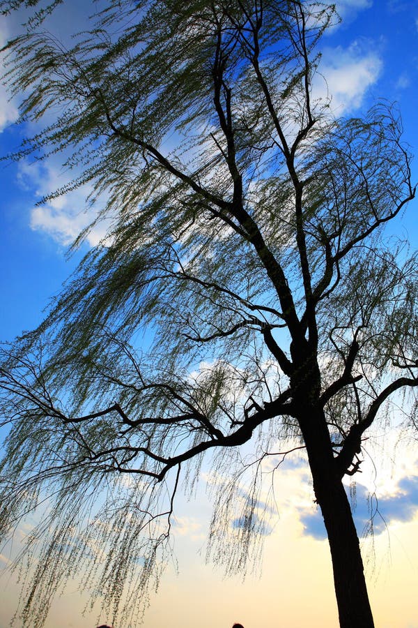 Tree and sky stock photo. Image of nature, white, skies - 7130086