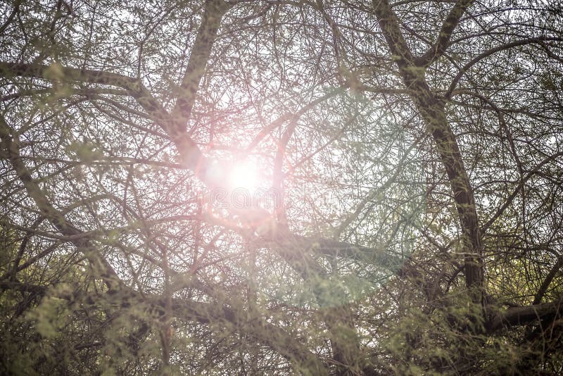 Tree with Sky Background and a Sun Flair. Stock Image - Image of ...