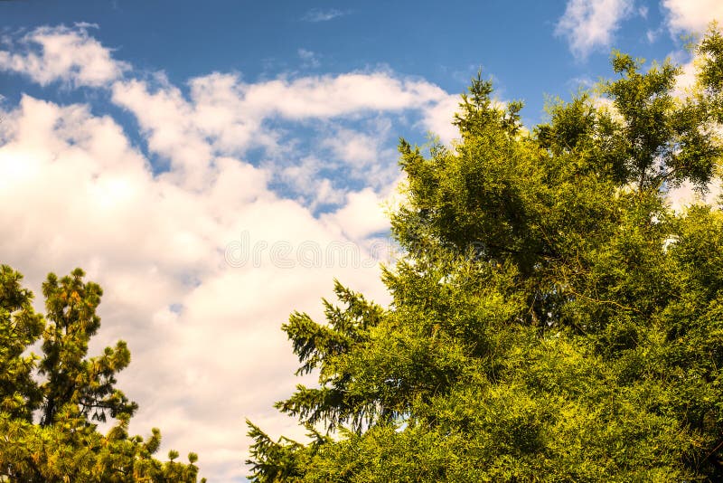 Tree sky beautiful nature stock photo. Image of clouds - 69089922