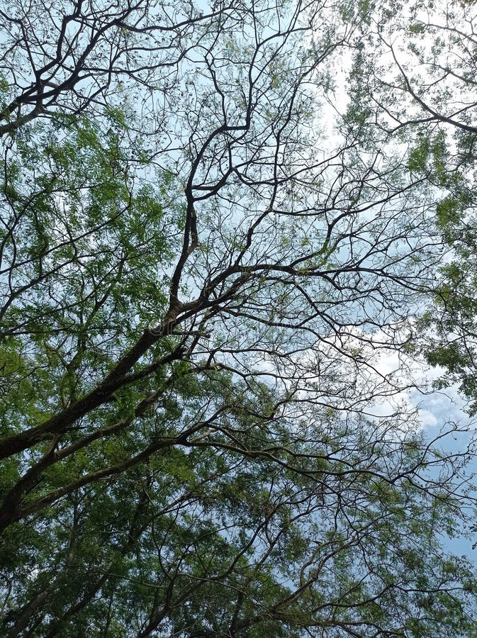 Tree, Sky, Beauty, Landscape, Aesthetic, Twigs, and Beautiful Stock ...