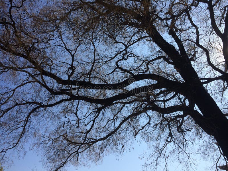 Tree in sky stock photo. Image of blue, tree, shaxi - 68869118
