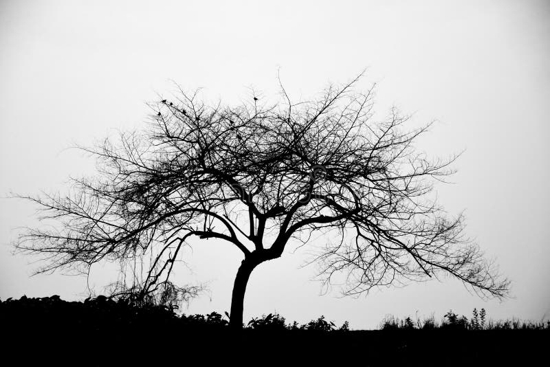 Branch, Black And White, Tree, Twig Picture. Image: 134860164