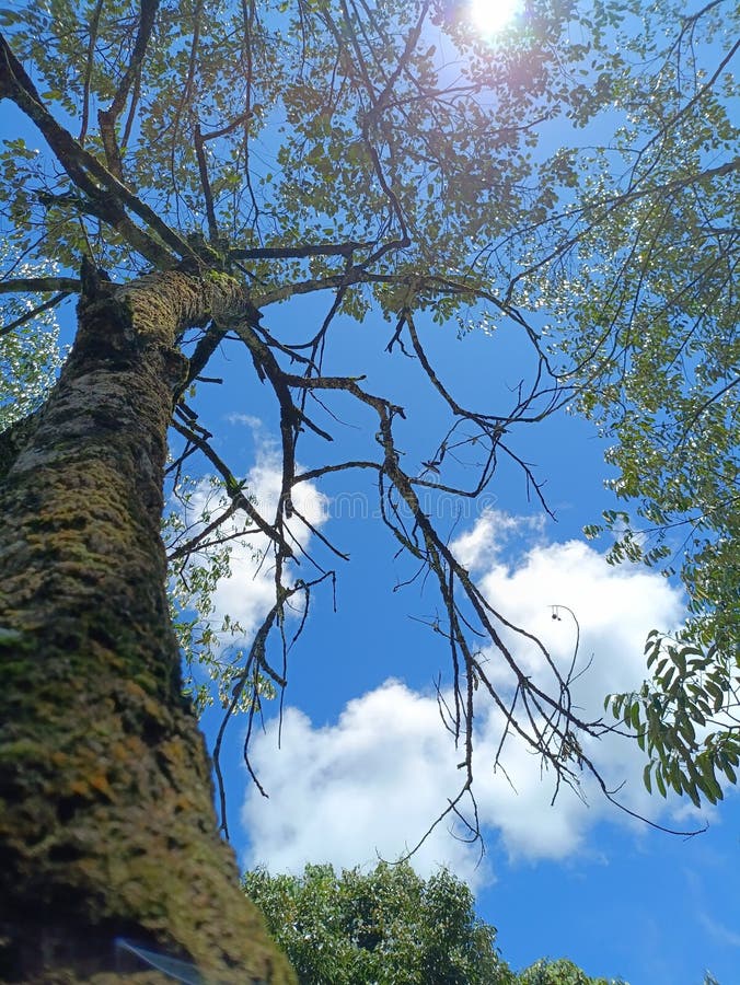 Tree and sky blue stock image. Image of nature, plants - 373798231