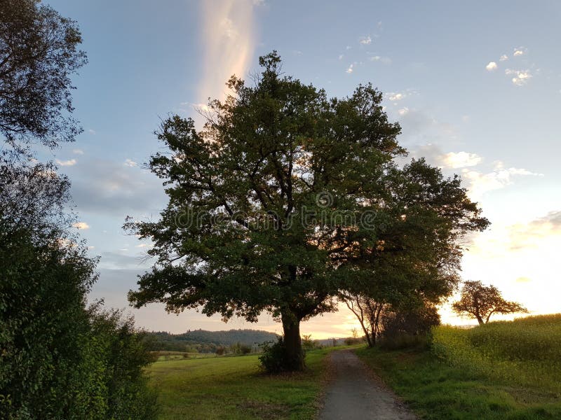 Tree, Sky, Cloud, Nature Picture. Image: 112842741