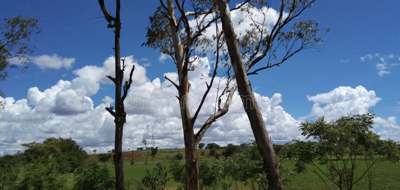 Current Pol and Tree and Sky Clouds Stock Image - Image of current ...