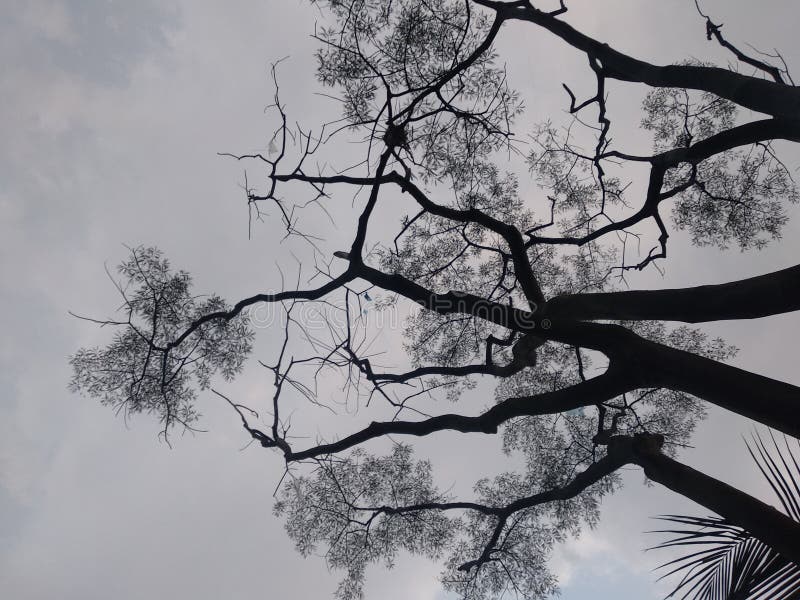 Tree with sky deep think stock photo. Image of tree - 196442952