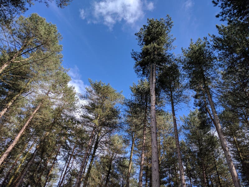 Tree, Sky, Ecosystem, Nature Picture. Image: 131671373