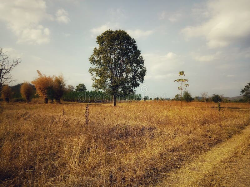 Tree ,sky ,field ,dry ,road ,farmland Stock Photo - Image of road ...