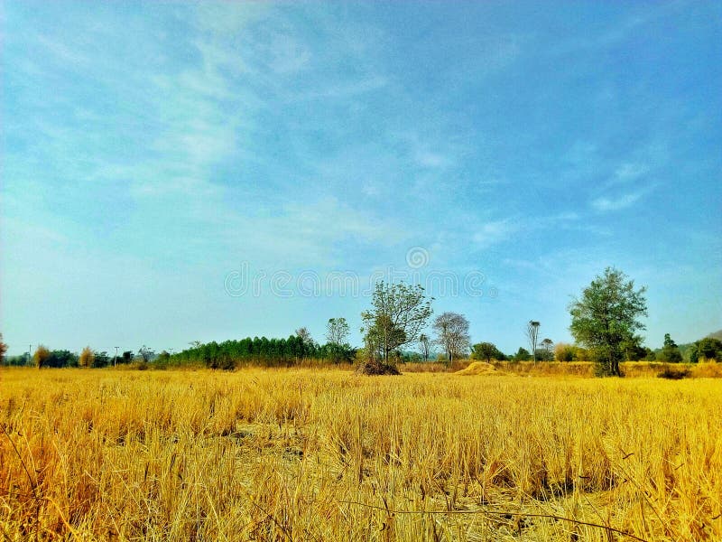 Tree ,Sky ,Field ,Farmland ,Landscape Stock Photo - Image of tree ...