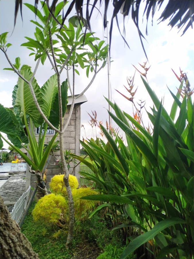 Tree and Sky is a Good Look Editorial Stock Photo - Image of produce ...