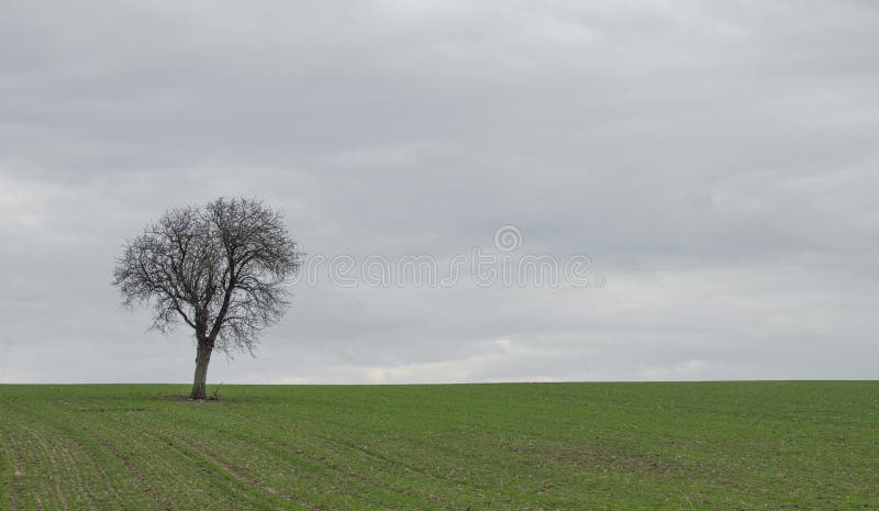 Tree Sky Green Grey Alone Grey Homepage Stock Photo - Image of resist ...