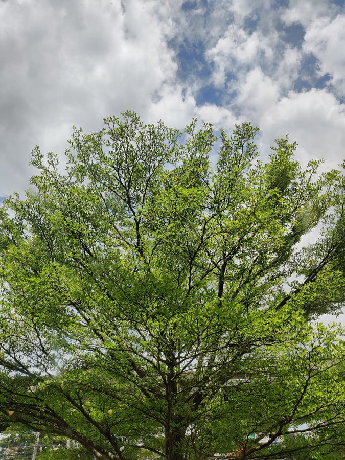 Tree and Bright Sky Green Nature Stock Photo - Image of green, autumn ...