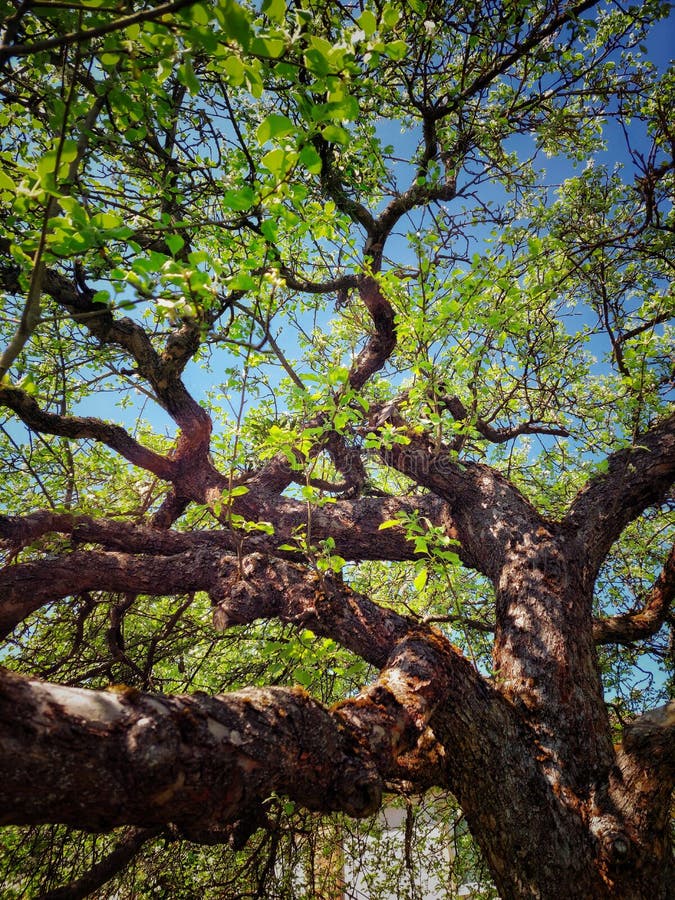 Tree Sky Leaf Tree Branch Garden Old Tree Stock Image - Image of branch ...