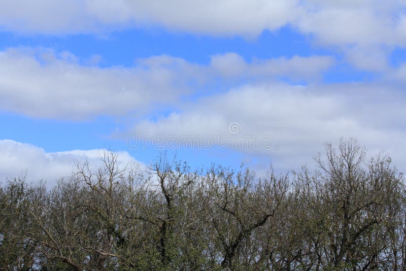 Tree and sky stock image. Image of beautiful, tree, farm - 114513537