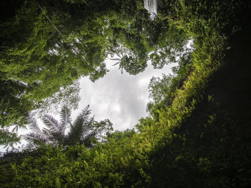 Tree and Sky in Lookup View from Waterfall. Stock Image - Image of ...