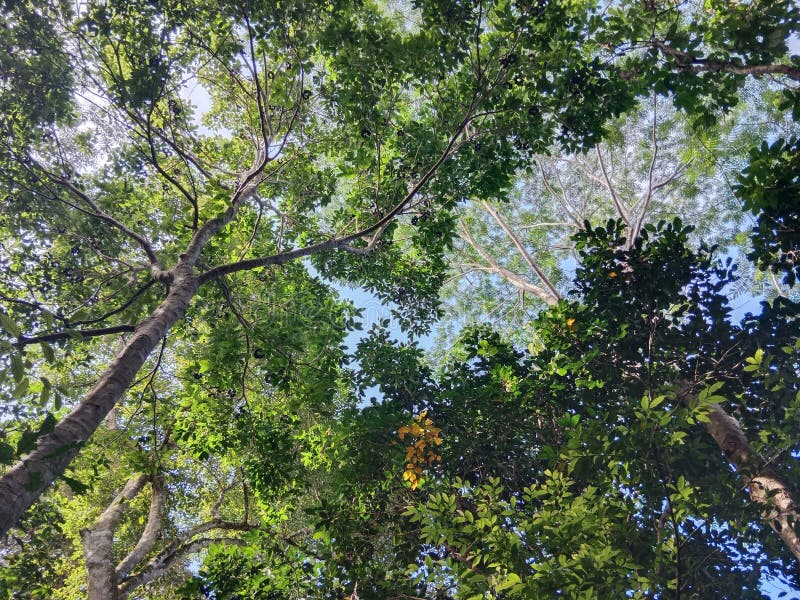 Tree Sky Nature Leaf Green Beautiful Beauty Leaves Blue Sky Stock Photo ...
