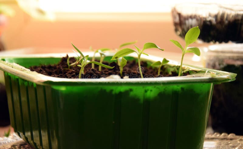 Seedlings Grow in a Green Container Stock Image - Image of green, grow ...