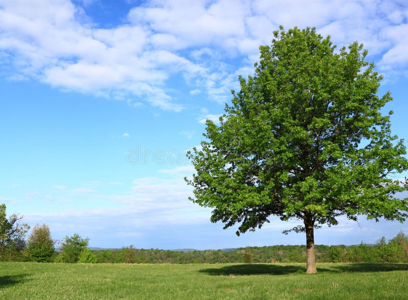 Tree and Sky Scenic View stock image. Image of green - 19337225