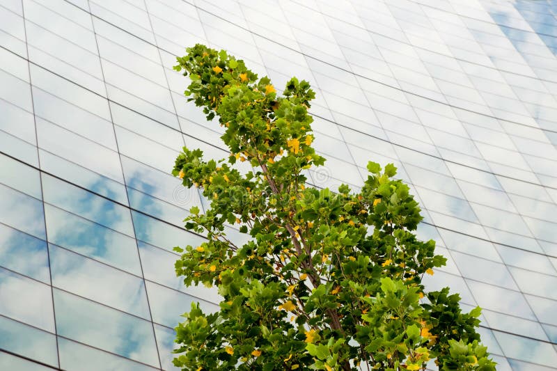 Tree with sky scraper stock photo. Image of centre, city - 6653038