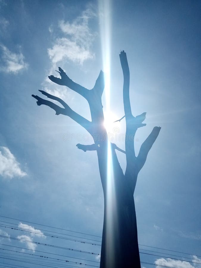Tree sky sun cloud stock image. Image of cloud, sculpture - 267168881