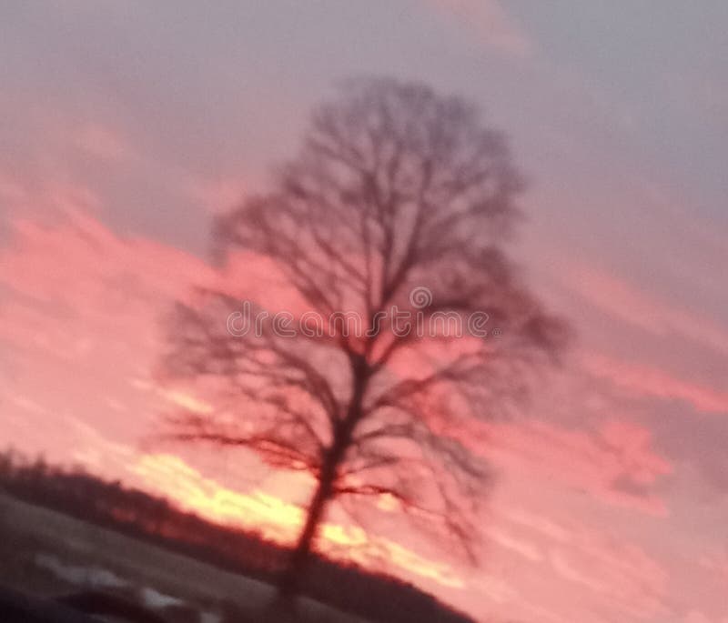 Tree Sky Sun Set Pink Summer Nature Fid Tree Grass Stock Photo - Image ...