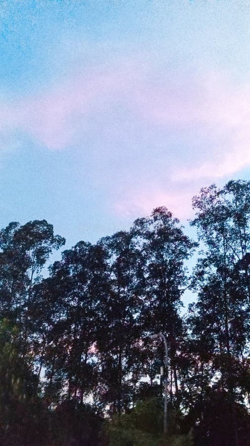 Tree and Sky at Sunset. Blue Cliud Stock Image - Image of blue, cliud ...
