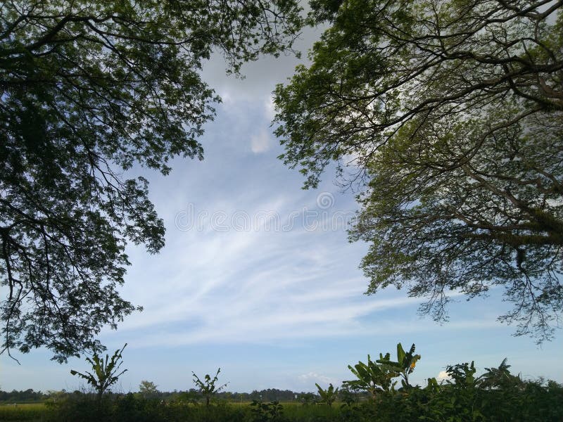 Tree and sky stock photo. Image of plant, nature, forest - 200186164