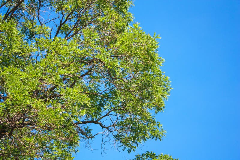 Tree with sky view stock image. Image of lanscape, europe - 94800427